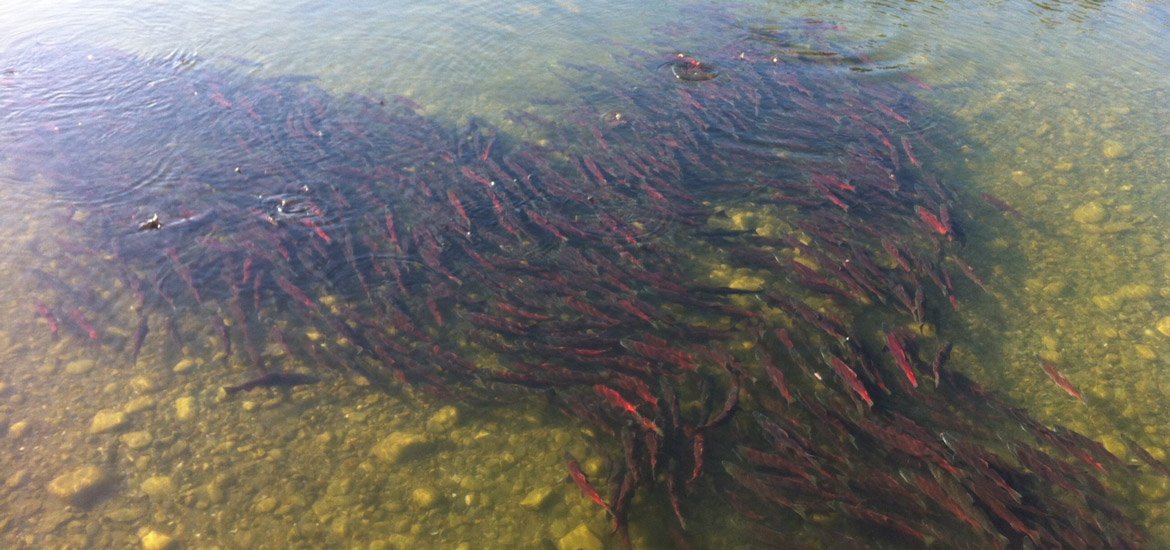 Alaska Creekside Cabins in Palmer, Alaska - Shady Nook Location